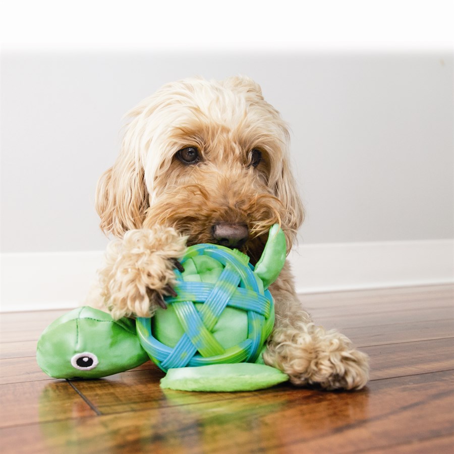 KONG Sea Shells, Hummer